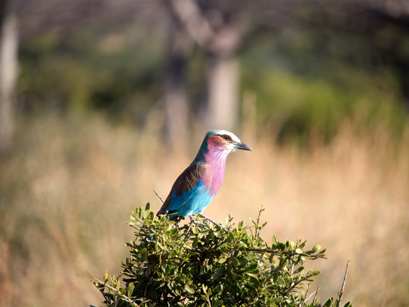 Top Birdwatching Tips For Beginners | A Range Of Bird Species
